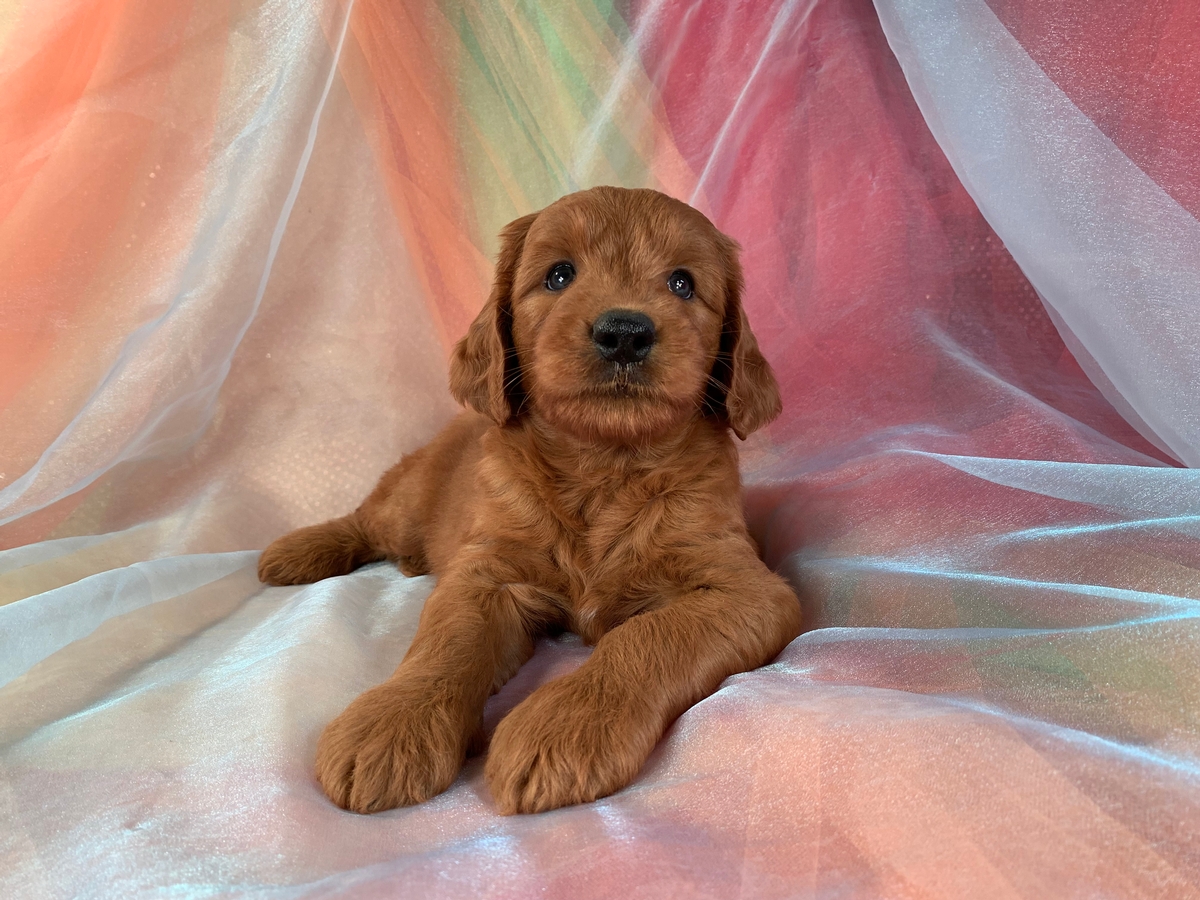 Dark Red Puppies Available, Mini Goldendoodles Ready Now!