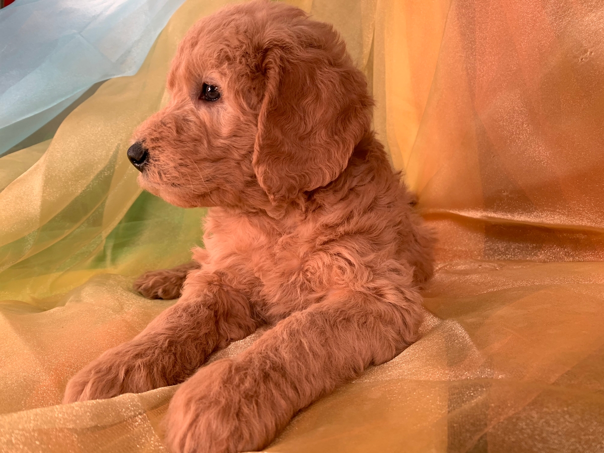 Labradoodles, Breeders, Iowa, Minnesota, Illinois, Dark Red F1b's Available