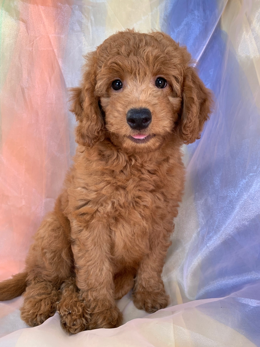 Miniature Goldendoodle Breeders in Iowa, Puppies Available Now!
