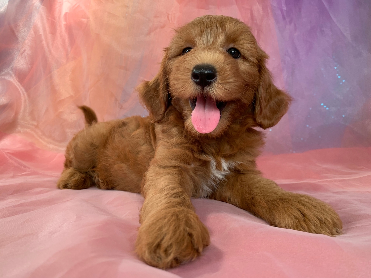 Dark Red Mini Goldendoodles, Iowa Breeder, Available Now!