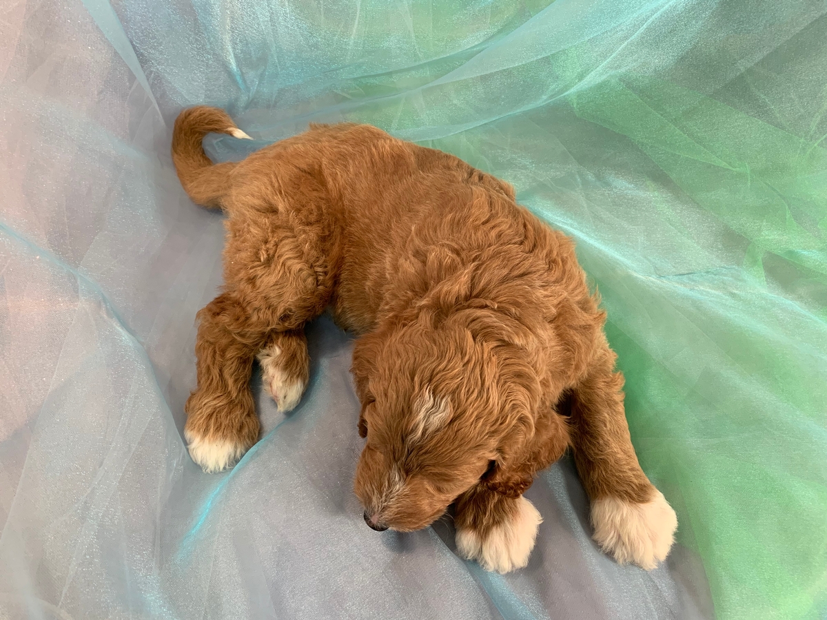 Bernedoodles for Sale in Iowa, Rare Colors, Reds, Creams, Parti-colors
