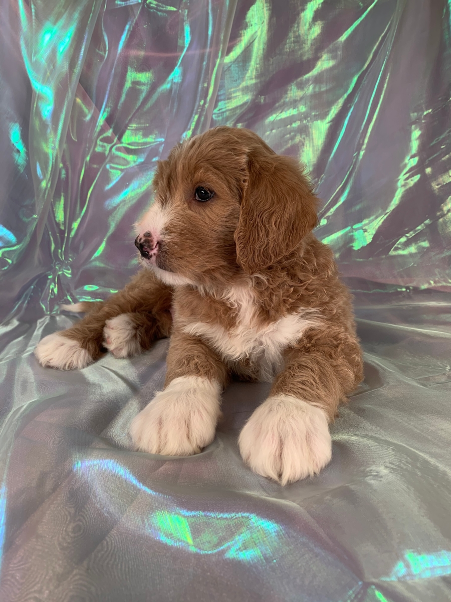 Iowa, Bernedoodles, Professional Breeder, Red, Black, and White ...