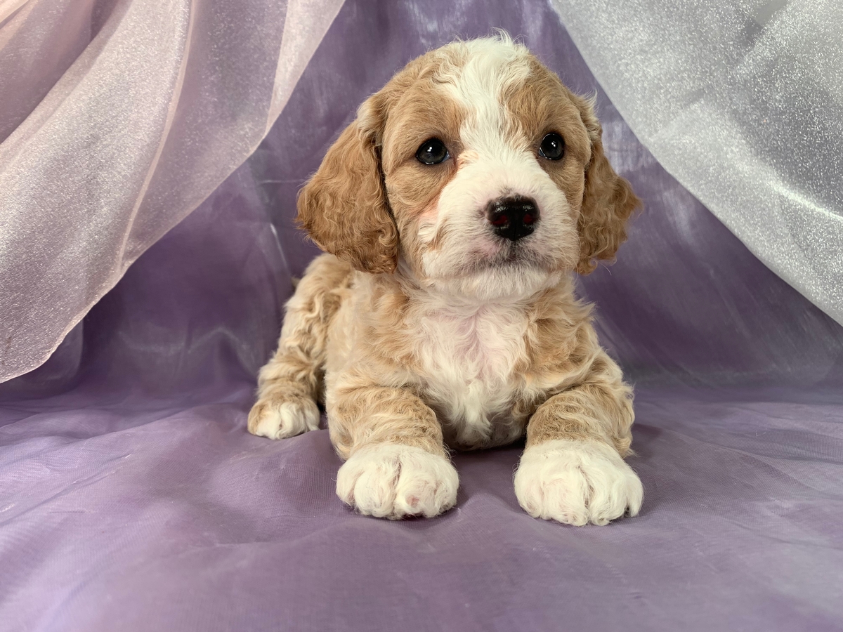 Cockapoos, Iowa, Big White Blaze, Four White Feet, For Sale
