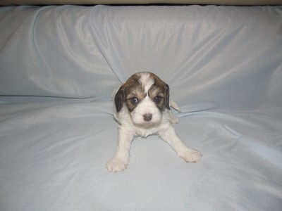 Sable and white Cavachon puppies for sale|Shipping $150|Purebredpups ...