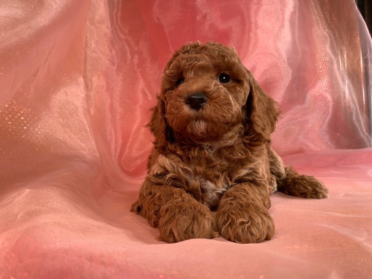 Dark Red Mega Coat Mini Schnoodle Puppies for Sale, Iowa Breeders