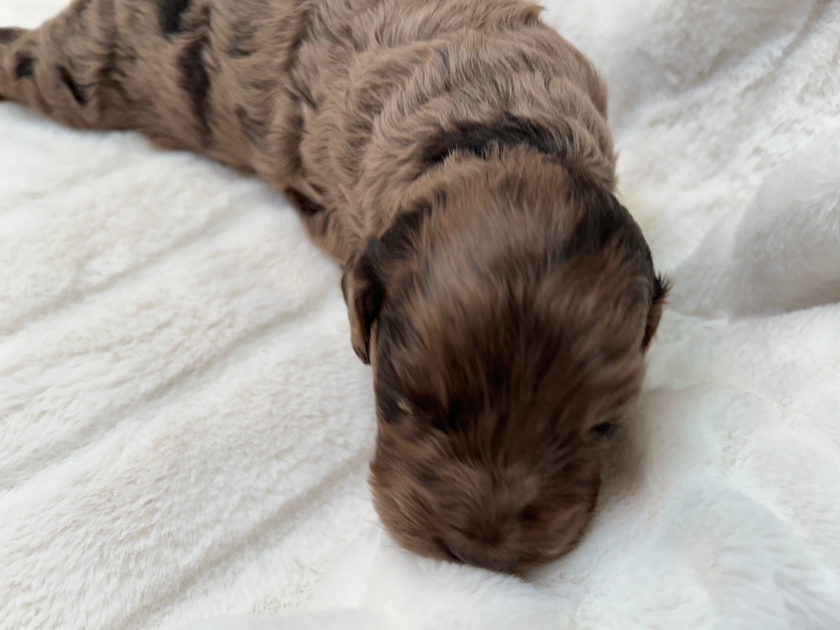 Iowa's Number One Merle Cockapoo Breeder