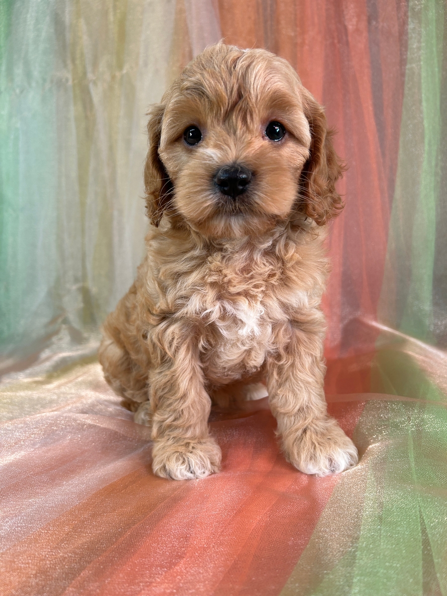 Buff Cockapoos, White Markings, Big Sale Now!