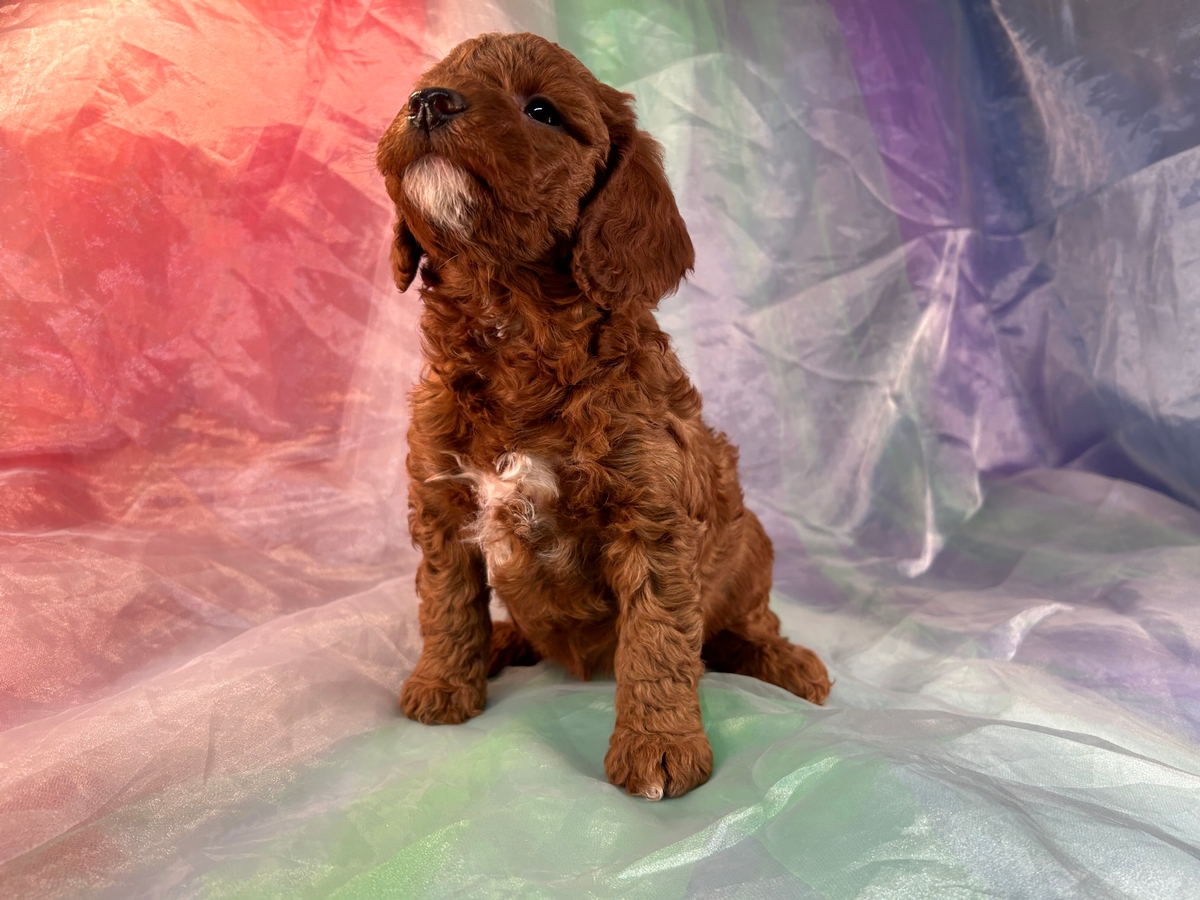 Miniature Bernedoodles for Sale in Iowa