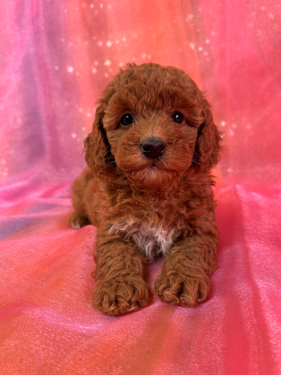 Miniature Bernedoodle - Purebred Pups