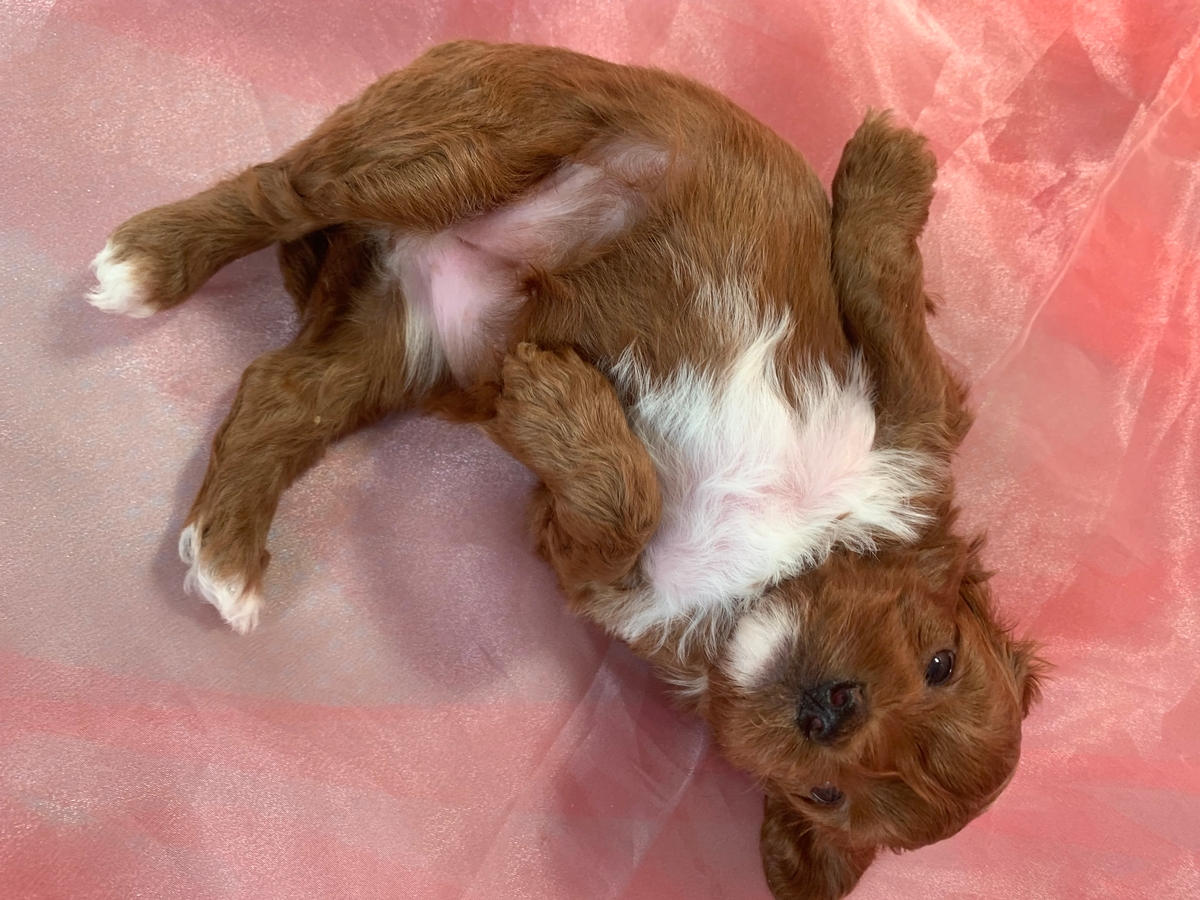 Dark Red and White Mini Bernedoodles for sale, F1b, Available and Ready ...