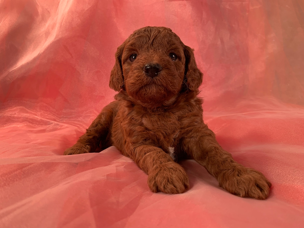 Miniature Bernedoodle - Purebred Pups