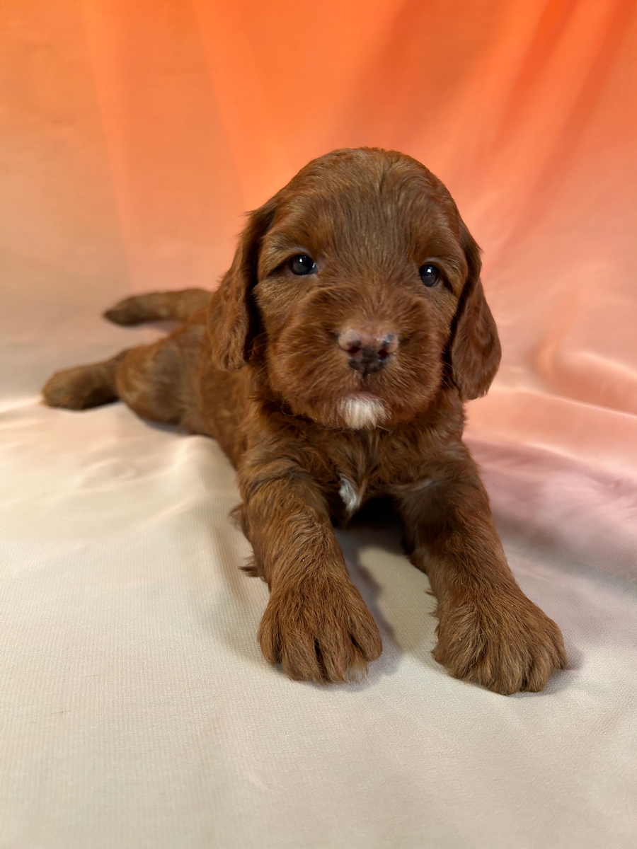 Very Red Miniature Bernedoodles Available Soon!