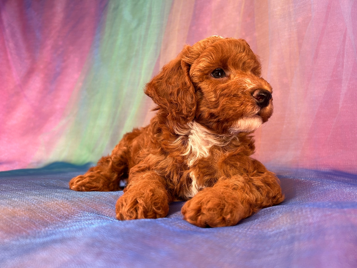 Dark Red F1b Miniature Bernedoodle Puppy Sale, IA, IL, MN.