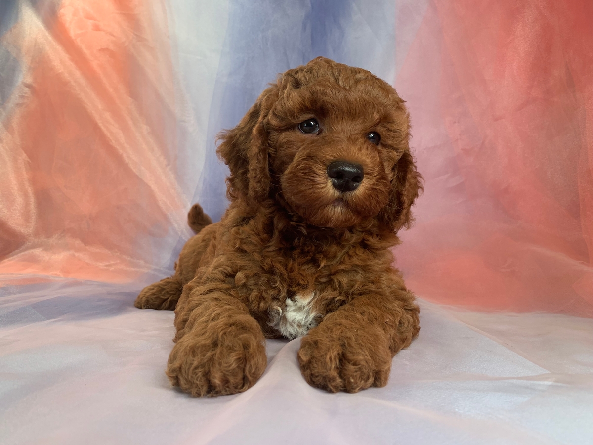 Dark Red F1b Miniature Goldendoodle Breeders in Iowa