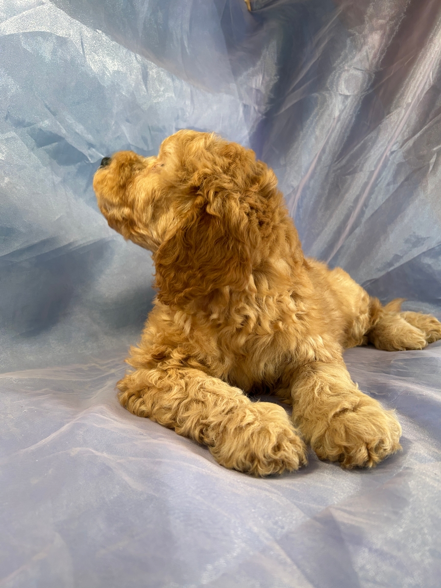 Male Mini Goldendoodle F1b for Sale DOB 12-5-2023 $1200