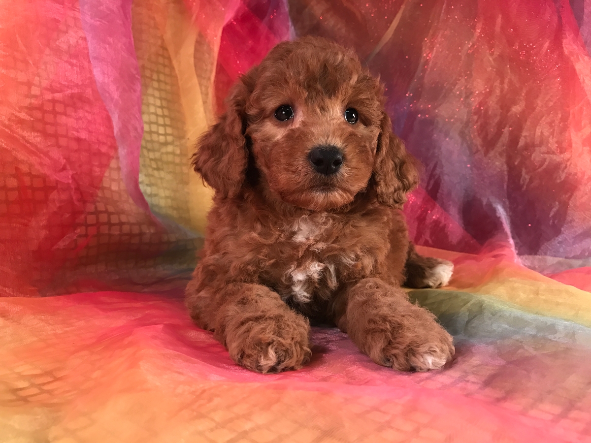 Iowa and Minnesota, Dark Red Miniature Goldendoodle Breeders