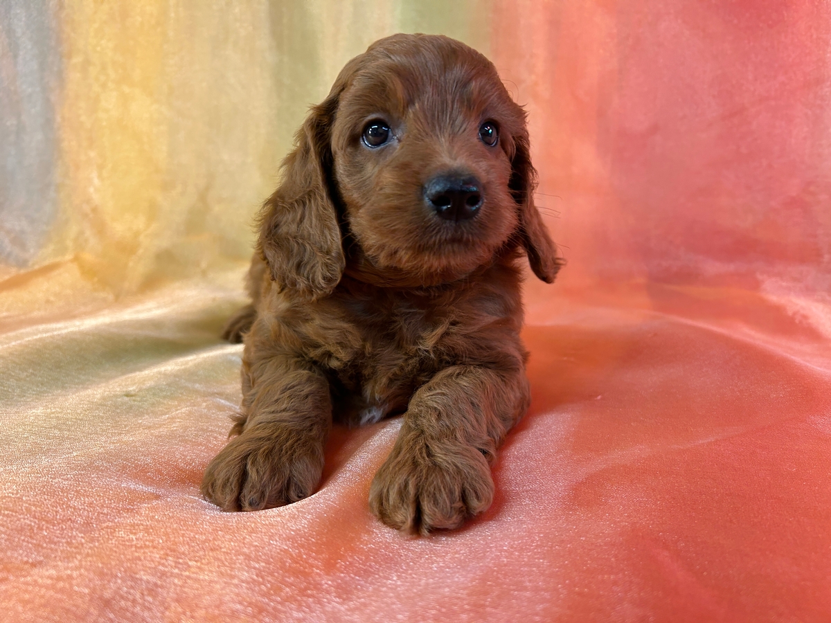 Dark Red Miniature Goldendoodles Ready Now!