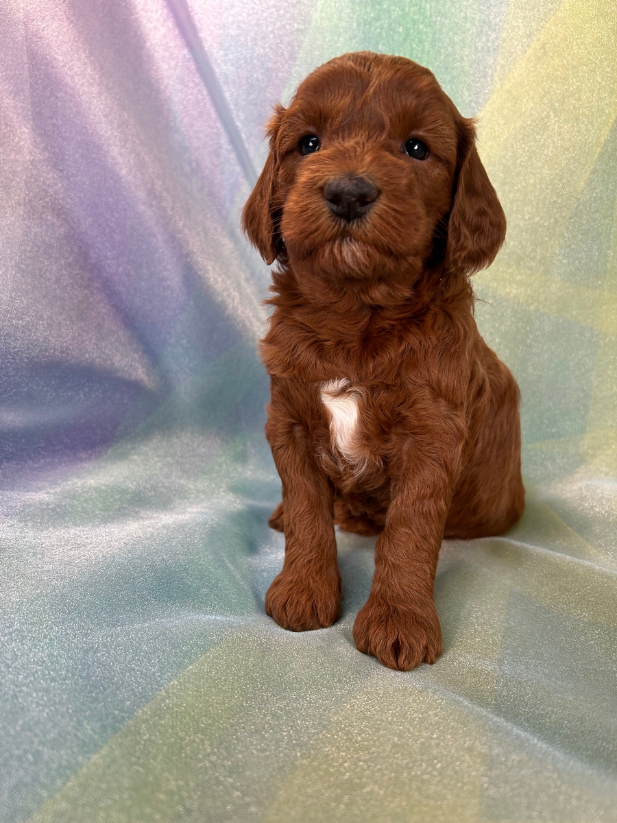 Iowa's Top Mini Goldendoodle Breeder