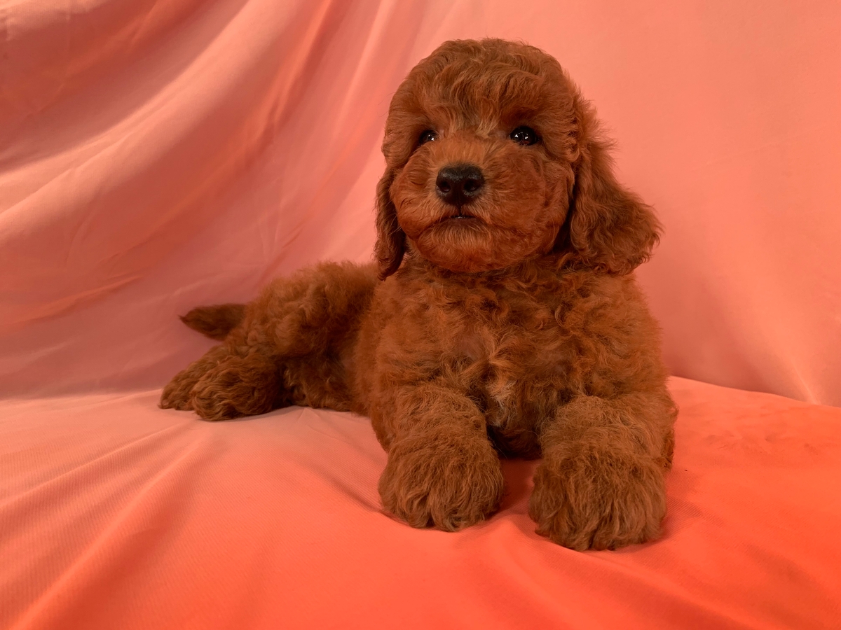 Dark Red Miniature Goldendoodle Puppies For Sale, Iowa Breeders
