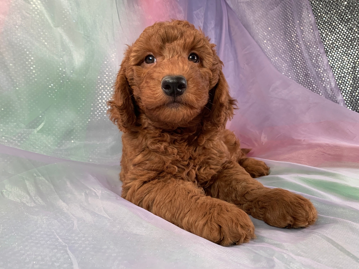 Dark Red Mini Goldendoodle Puppy for Sale, Iowa's Top Dog Breeder, $1800