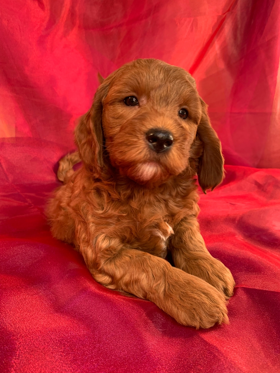 Dark Red Mini Goldendoodles for Sale Ready Now!
