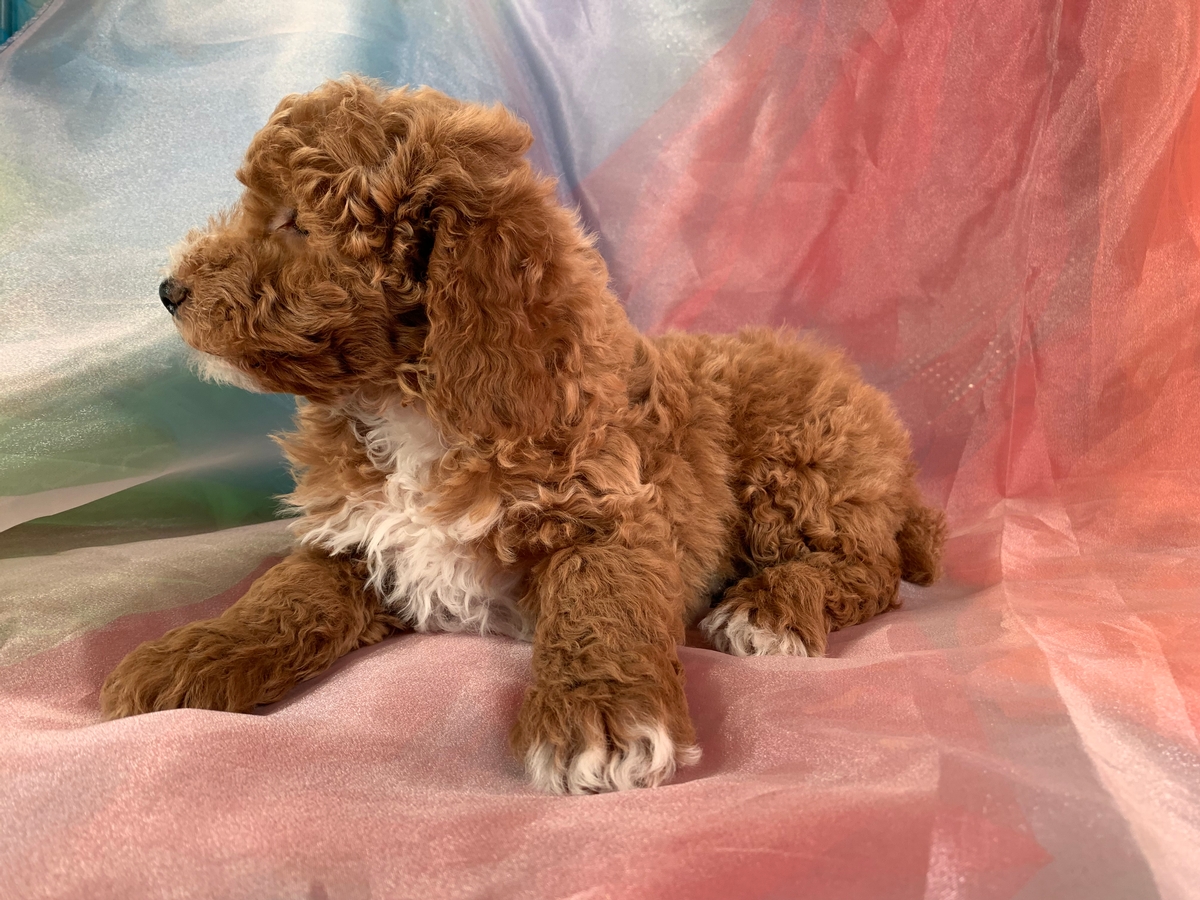 Puppies for Sale, Dark Red with White Markings, Schnoodle Breeders, Iowa
