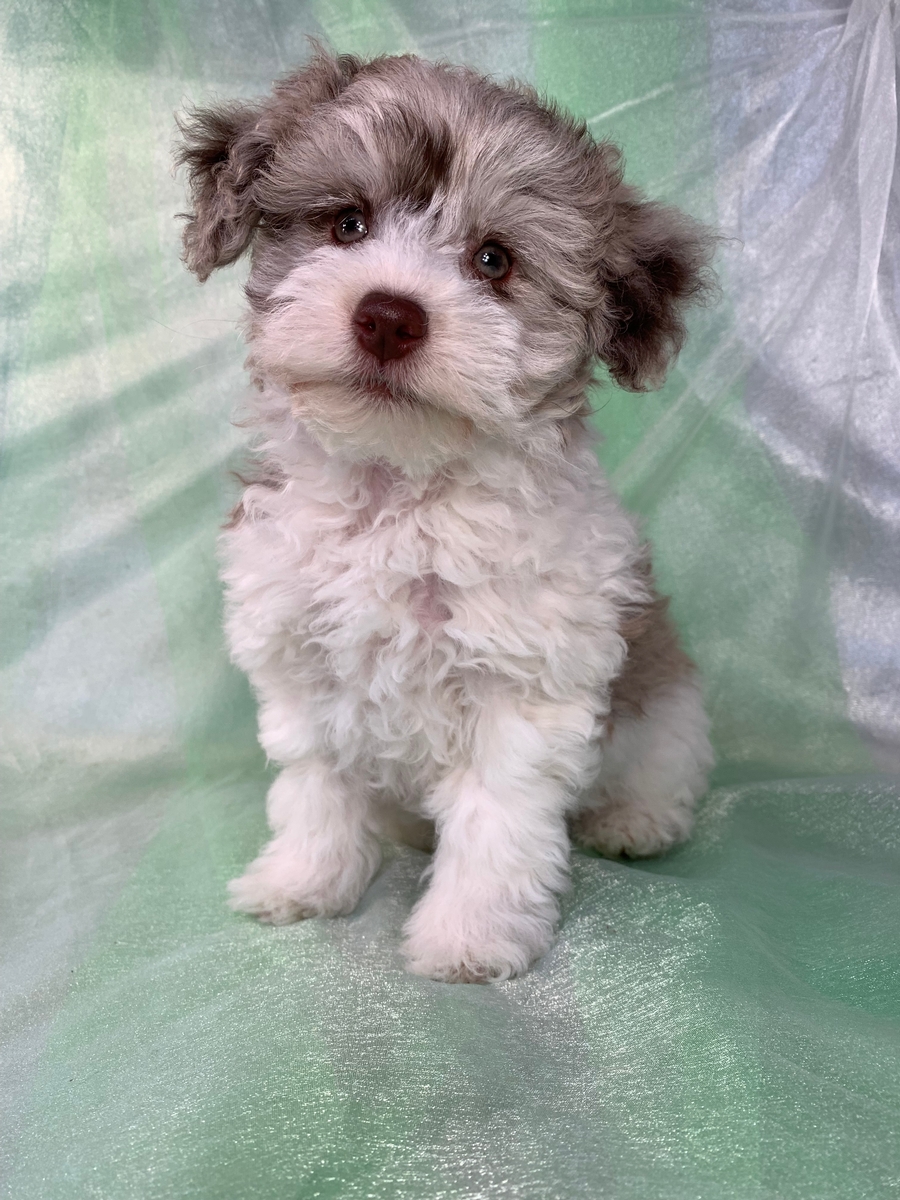 Mega Coat Schnoodles Available Now!