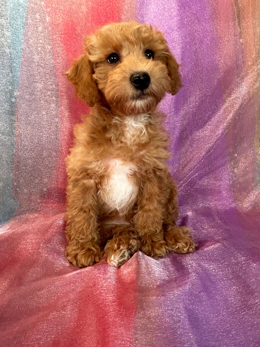 Best Schnoodle Breeder in the Midwest, Puppies Ready!