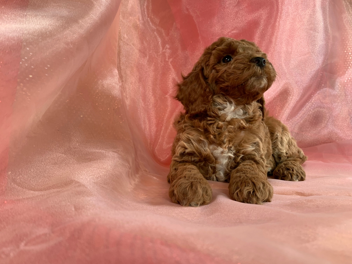 Dark Red Mega Coat Mini Schnoodle Puppies for Sale, Iowa Breeders