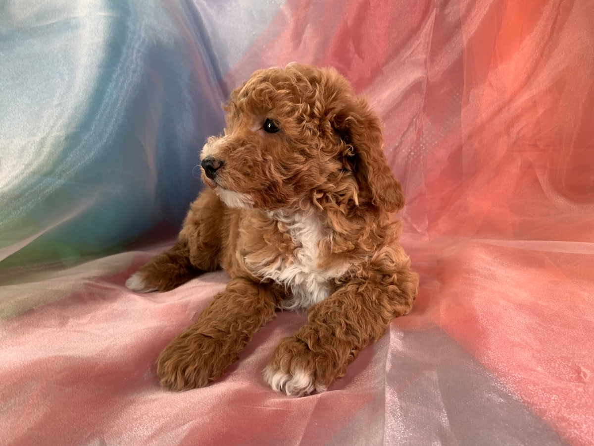 Puppies for Sale, Dark Red with White Markings, Schnoodle Breeders, Iowa