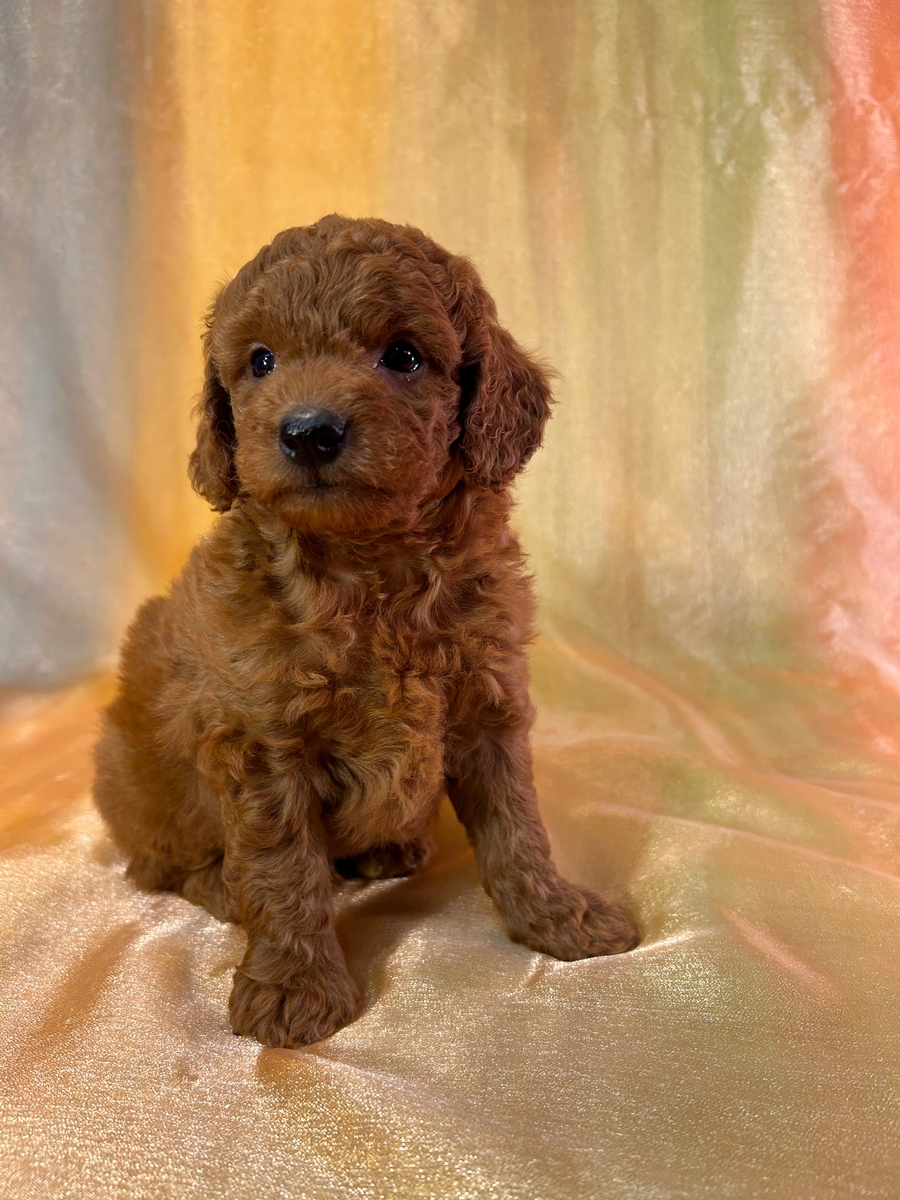 Mini Goldendoodle Breeders Brian and Karen Sterrenberg