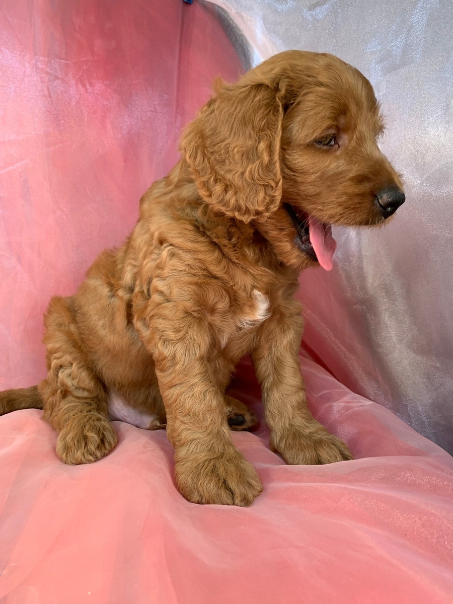 Mini Bernedoodle Breeders In Iowa, Dark Red Puppies Available Now!