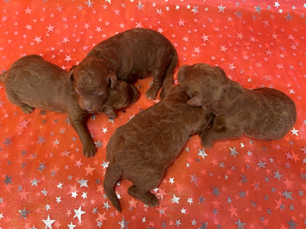 Mini Bernedoodle Puppies for Sale