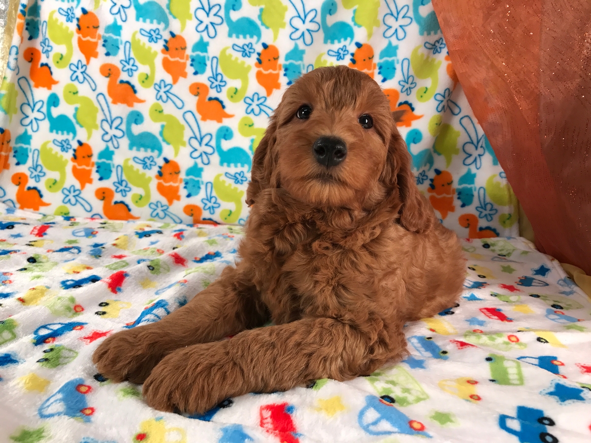 Mini Goldendoodle Breeders, Reds, Apricots, Parti-color, IA,MN,WI,IL