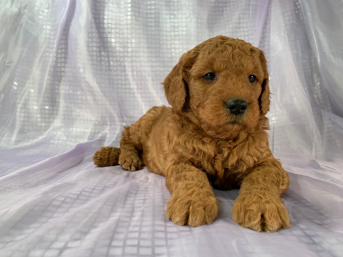 Two Dark Red F1 Mini Goldendoodle Litters Ready Now!