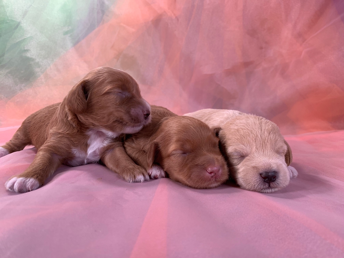 Miniature Schnoodle Puppies for Sale, Miniature Schnoodle Breeders in Iowa