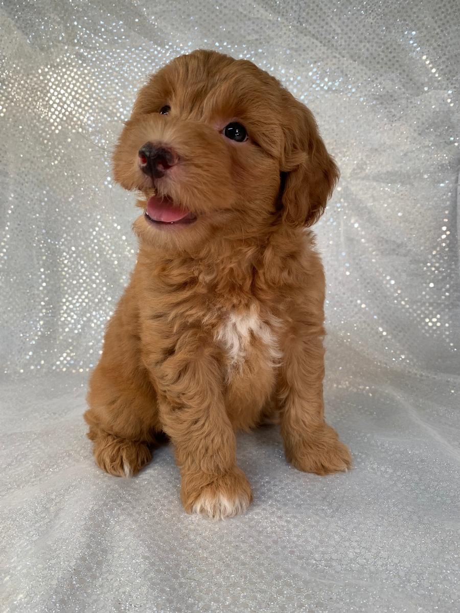 Miniature Schnoodles for Sale in Iowa, Iowa Breeders With Puppies ...