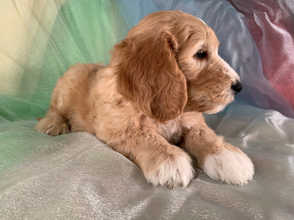 Mini Goldendoodle Breeders, Iowa Pups, Parti Colored, Professional