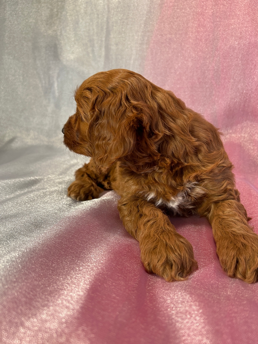 Dark Red Cockapoos with White Markings, IA and MN