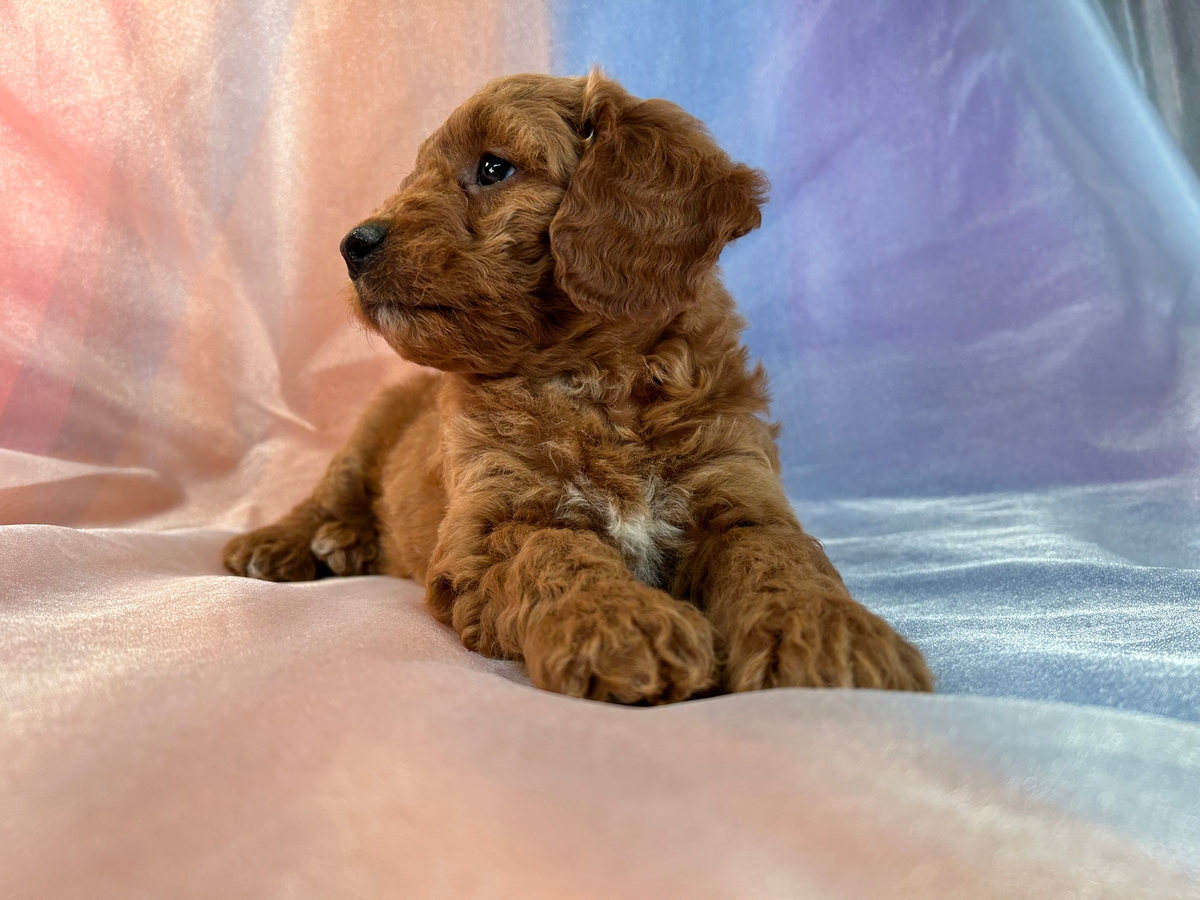 Iowa Breeder, Dark Red Mini Goldendoodle Puppies Available