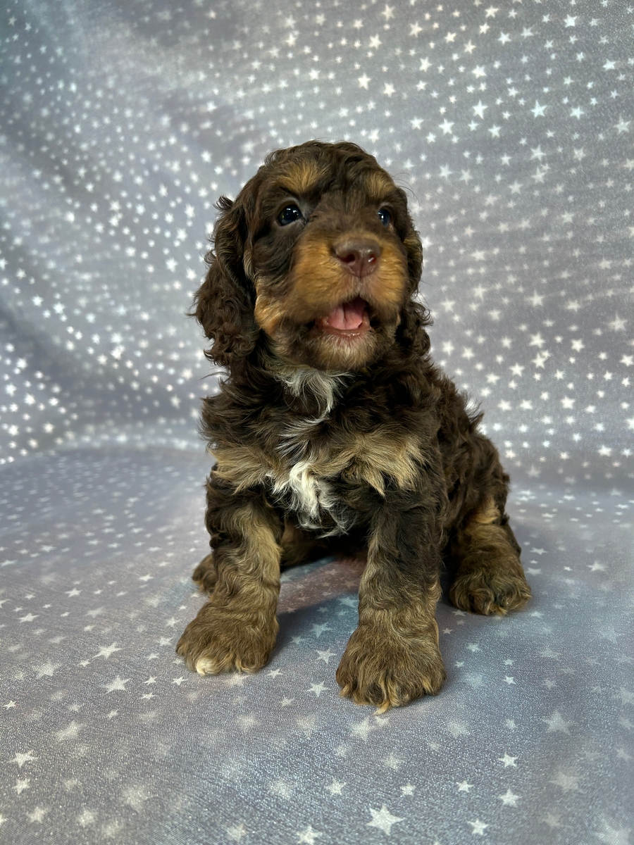 F1 Male Chocolate and Tan Cockapoo with White Markings, Iowa and Minnesota
