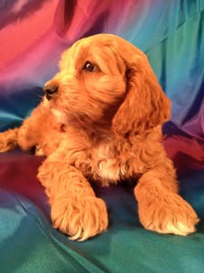 Cockapoo Puppies for sale in Philadelphia PA can Cost double what ...