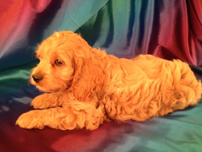 Buff,apricot,red, and white, Cockapoo Puppies for sale in Florida can ...