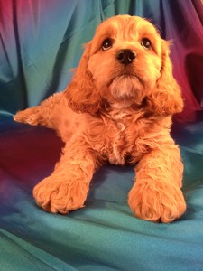 Buff,apricot,red, and white, Cockapoo Puppies for sale in Florida can ...