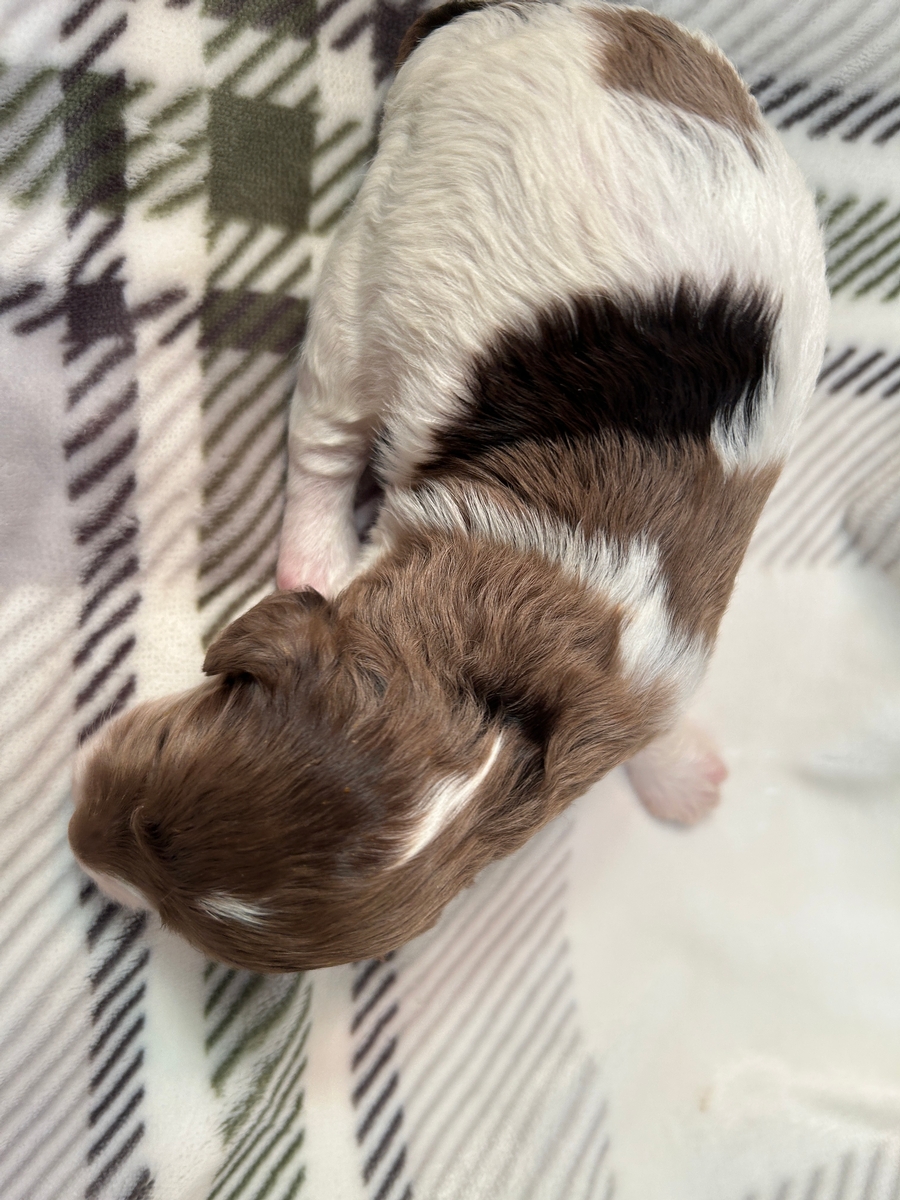 Parti Color Merle Cockapoos for Sale