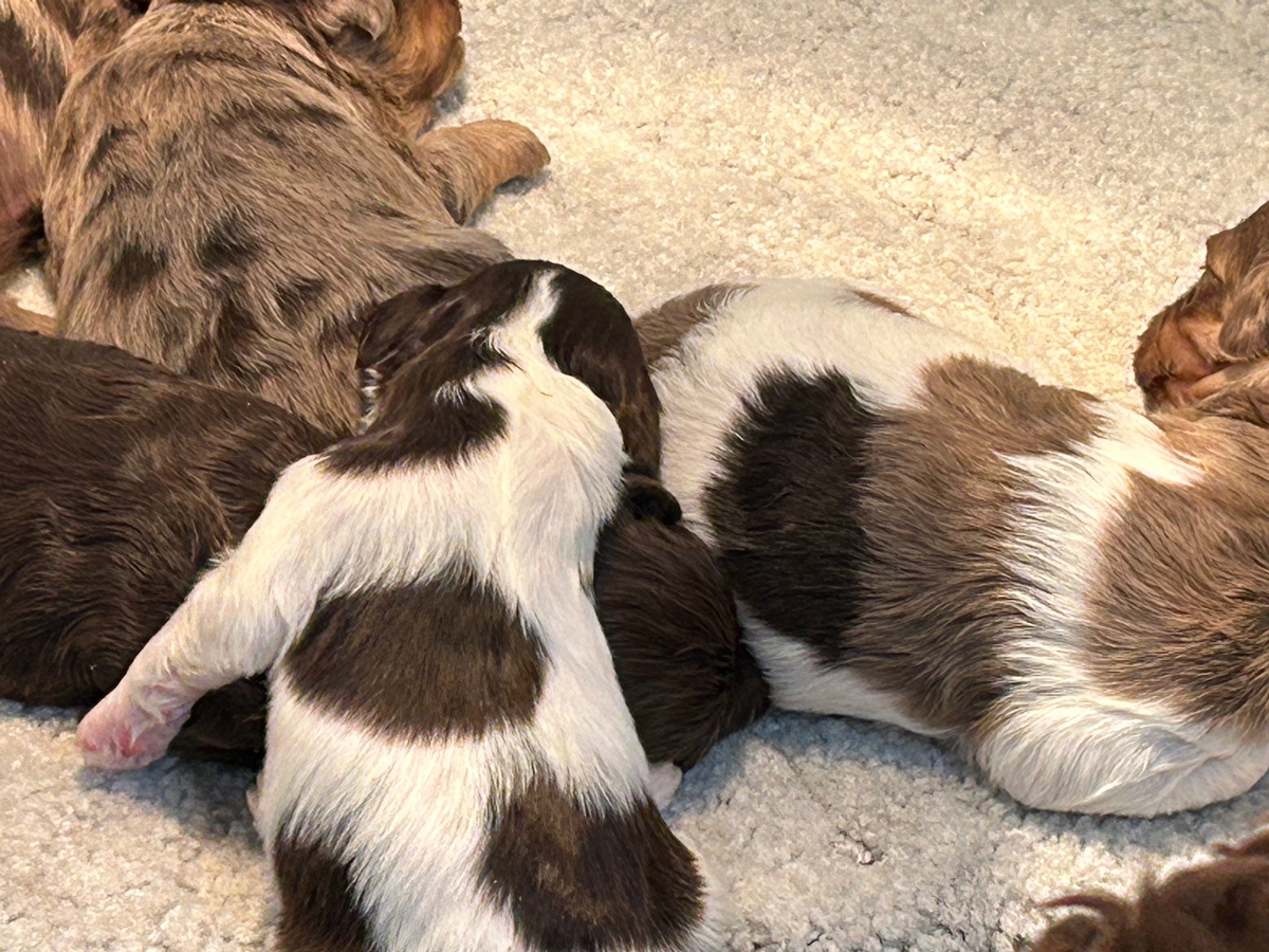 Parti Color Merle Cockapoos for Sale