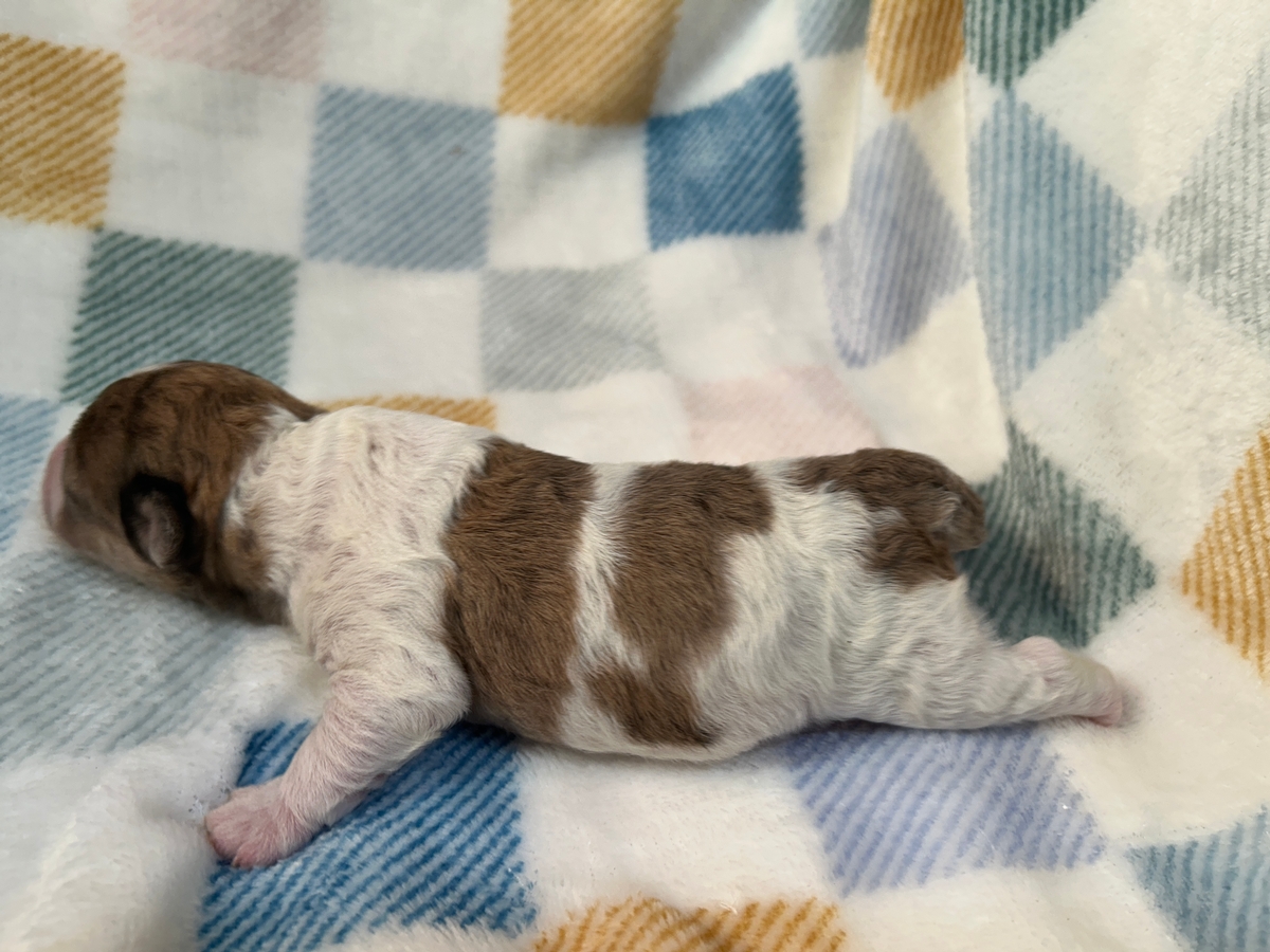 Parti-Color Mega Coat Schnoodle Puppies for Sale