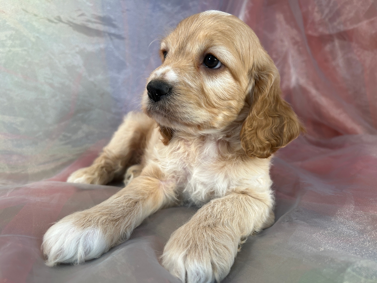 Buff American Cockapoo Puppies with White Markings for Sale