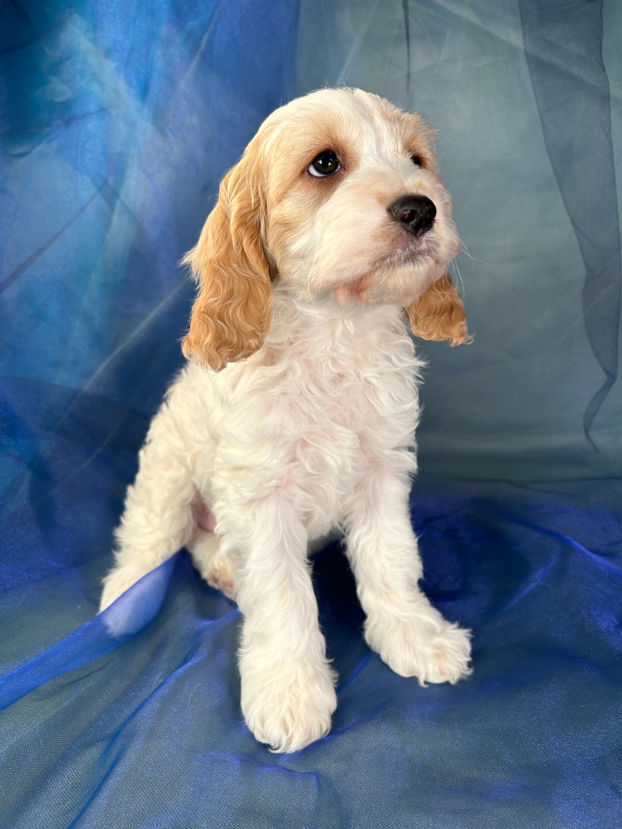Professional Cockapoo Breeder