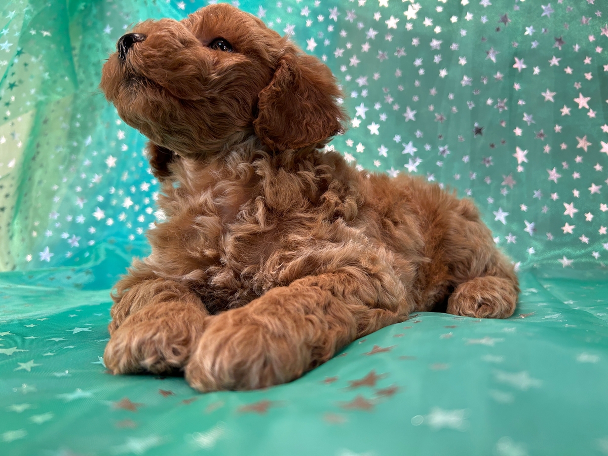 Red Female F1b Miniature Schnoodle Puppy for Sale